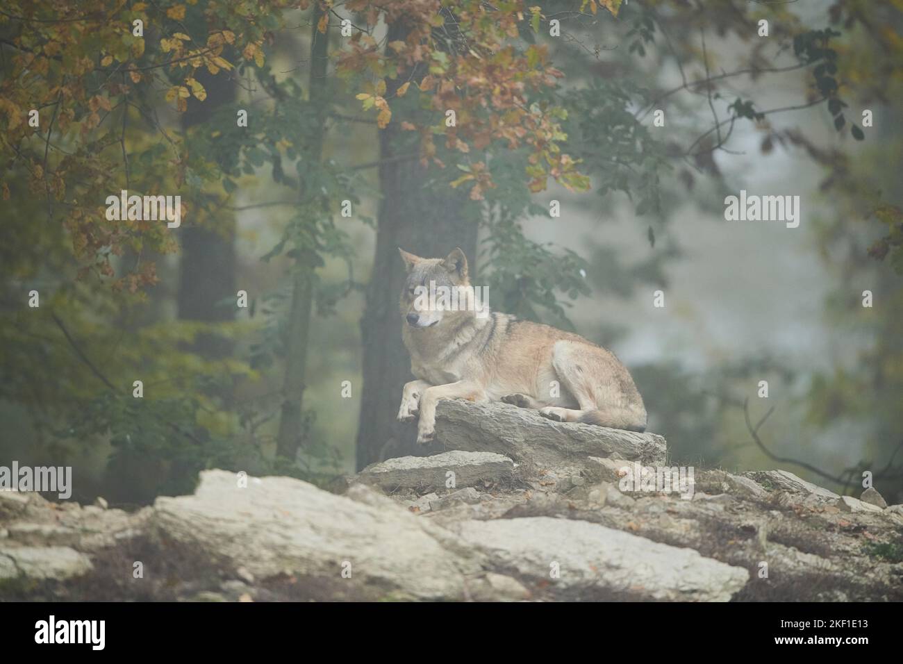 Eastern wolf algonquin hi-res stock photography and images - Alamy