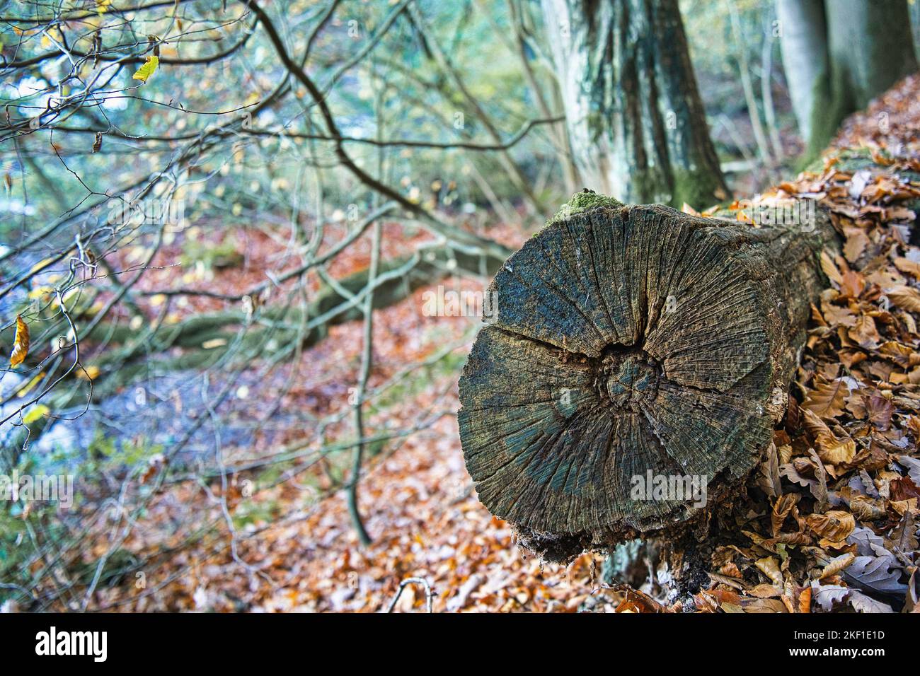 A close-up view of a cut log of wood on the ground of a forest Stock ...