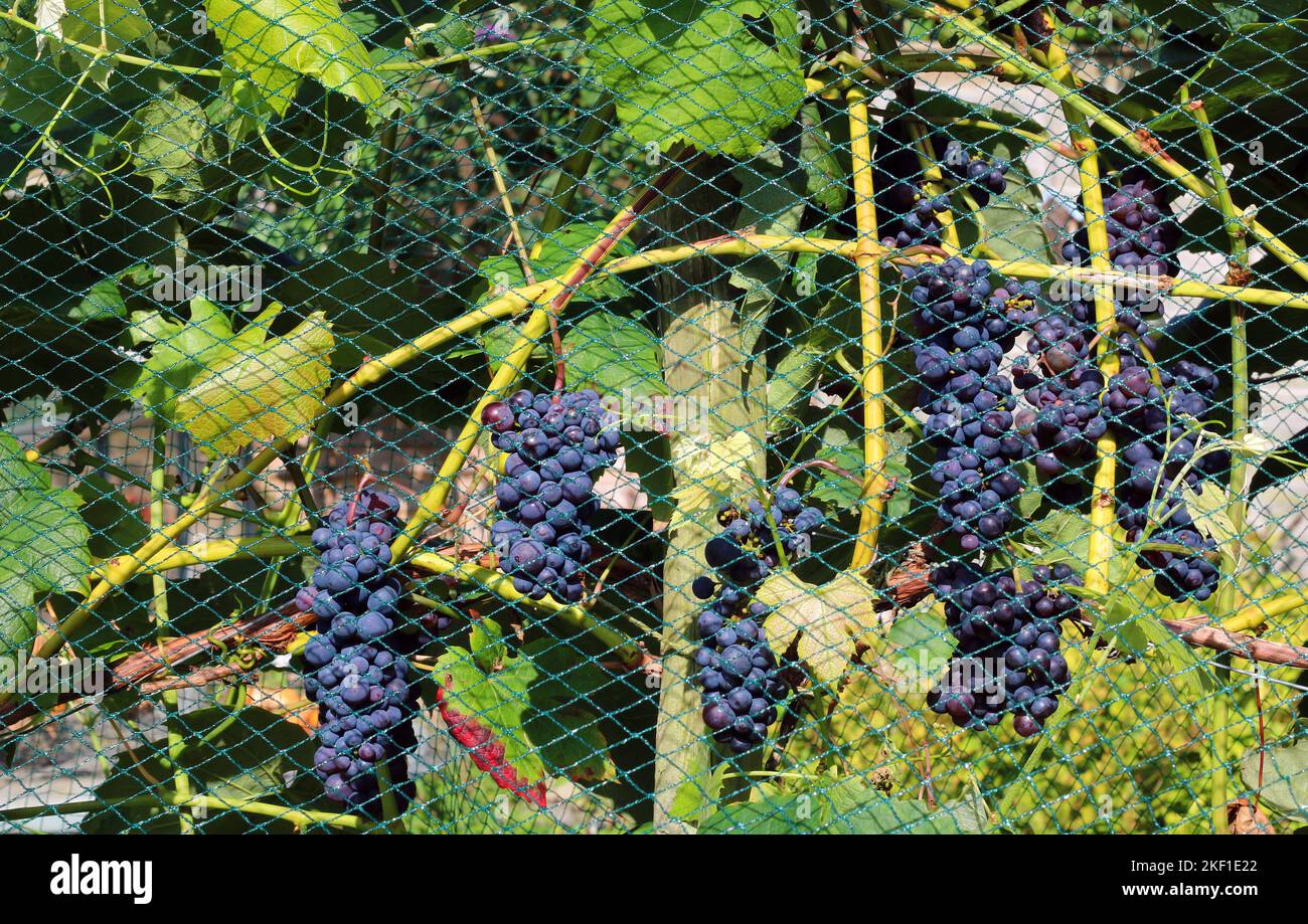 Crop protection Grapes ripening on a vine protected by a net to keep ...