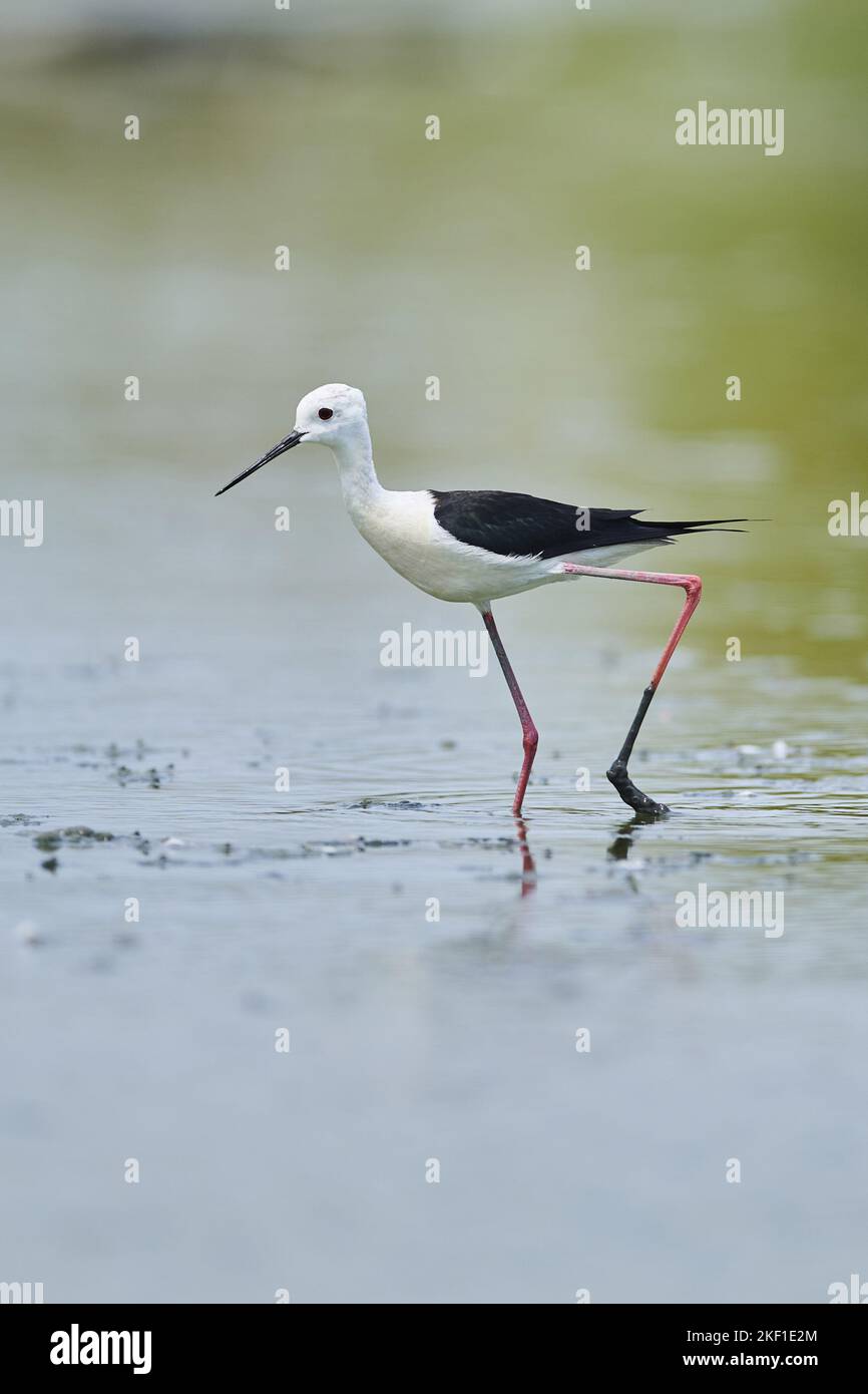 Winged vertical movement hi-res stock photography and images - Alamy