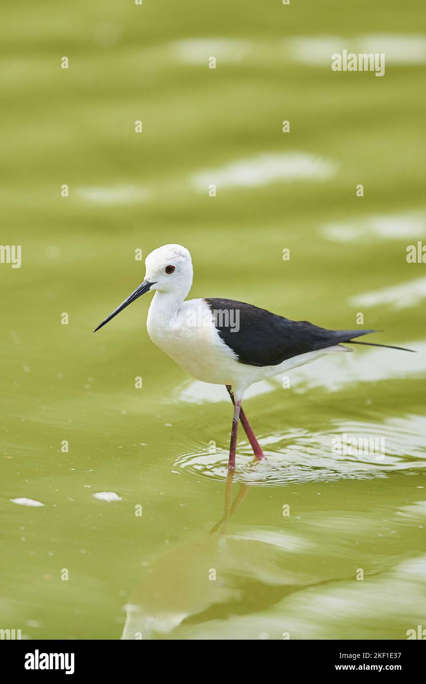 Winged vertical movement hi-res stock photography and images - Alamy