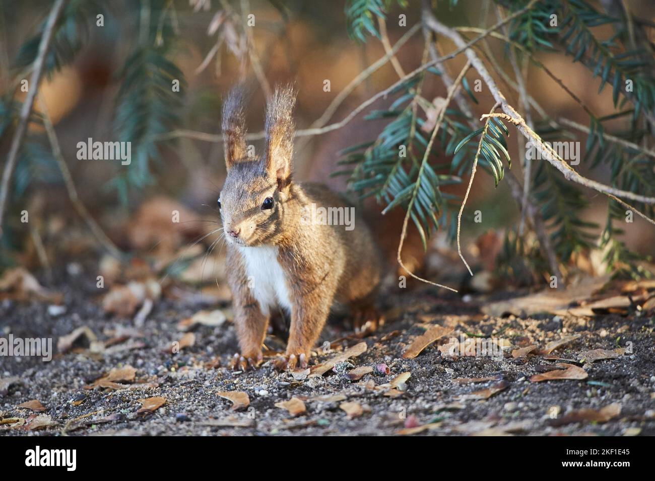 Eurasian red squirrel Stock Photo - Alamy