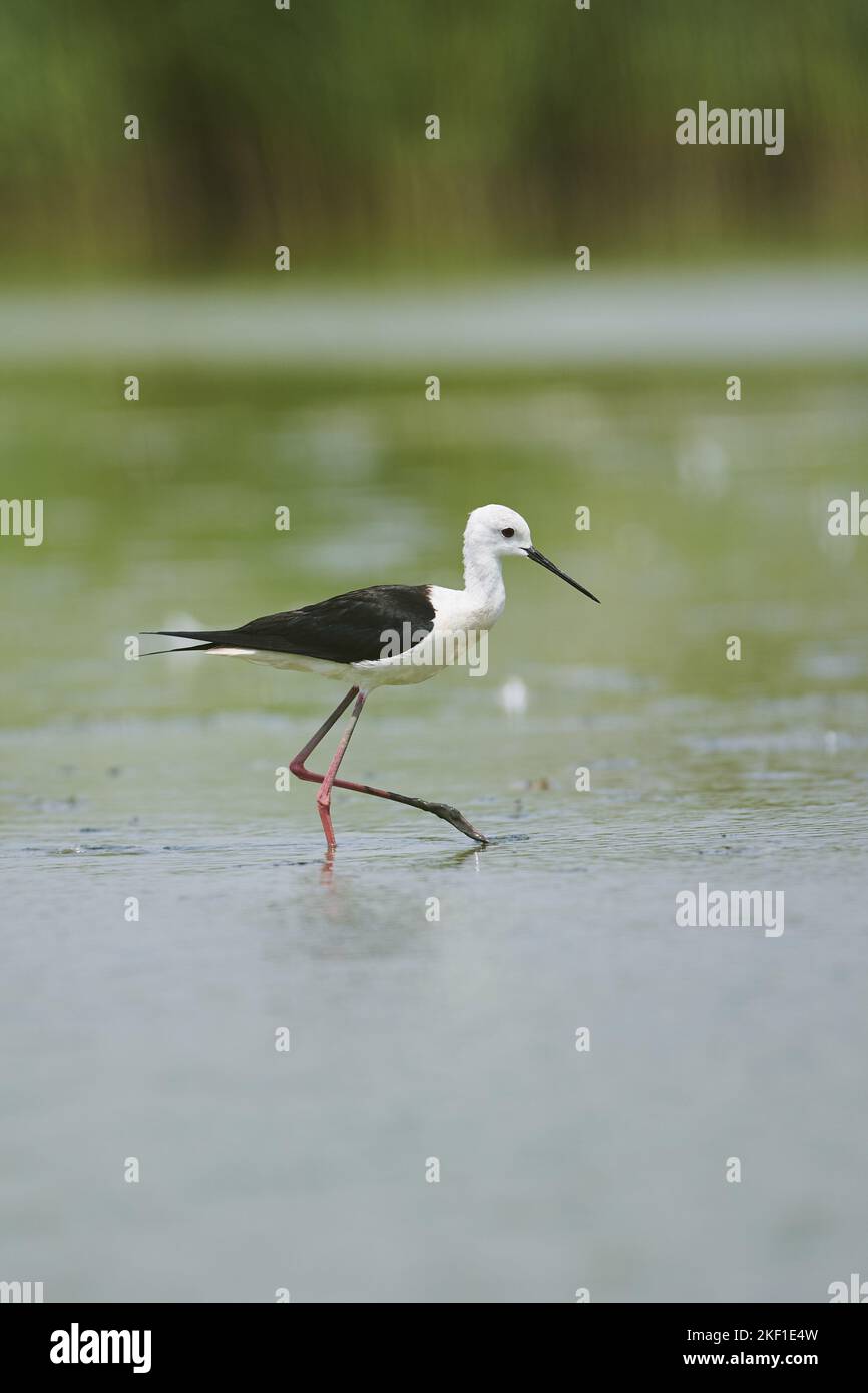 Winged vertical movement hi-res stock photography and images - Alamy