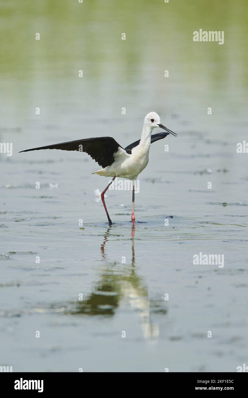 Winged vertical movement hi-res stock photography and images - Alamy