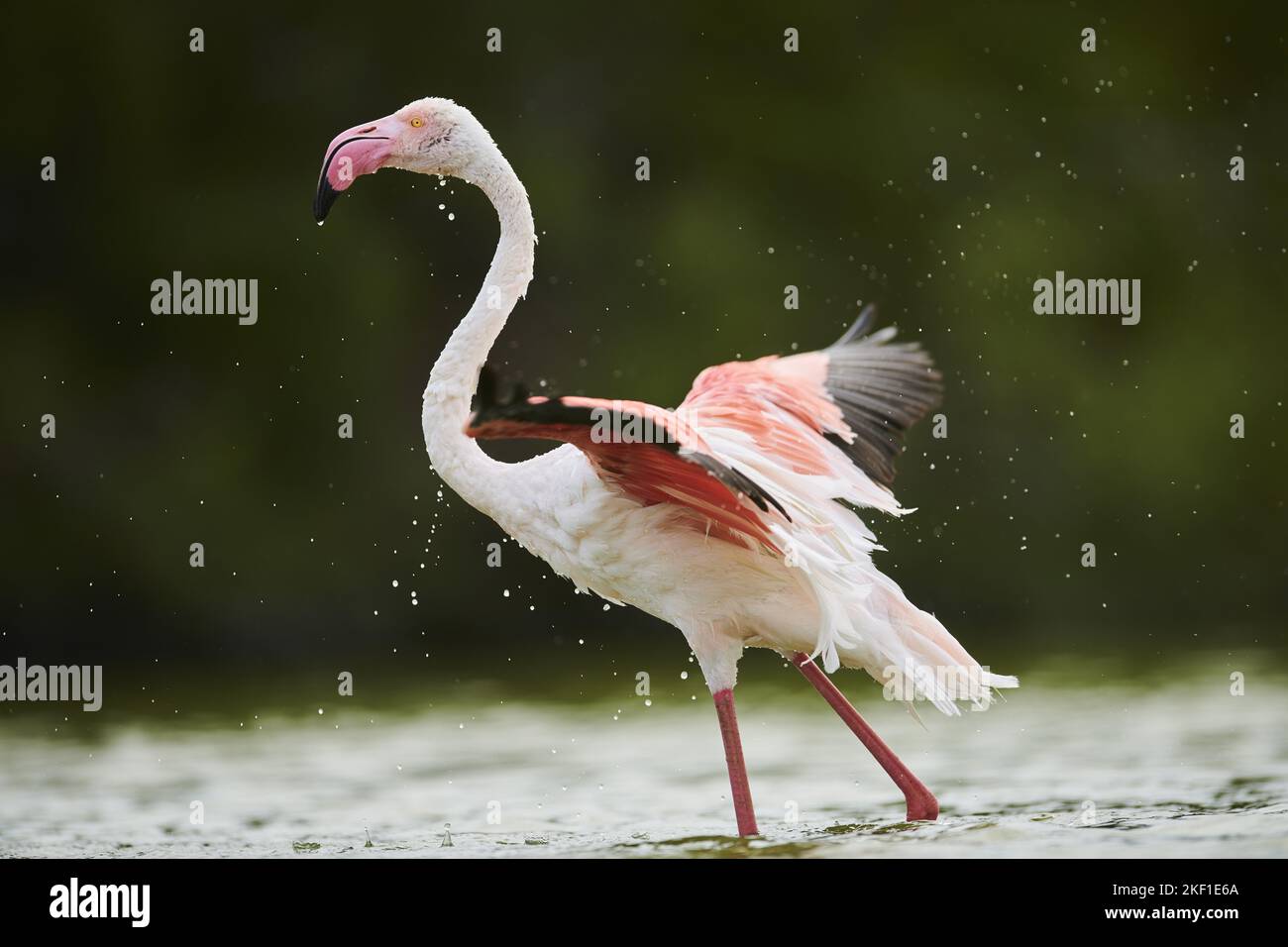 Flamingo a go go hi-res stock photography and images - Alamy