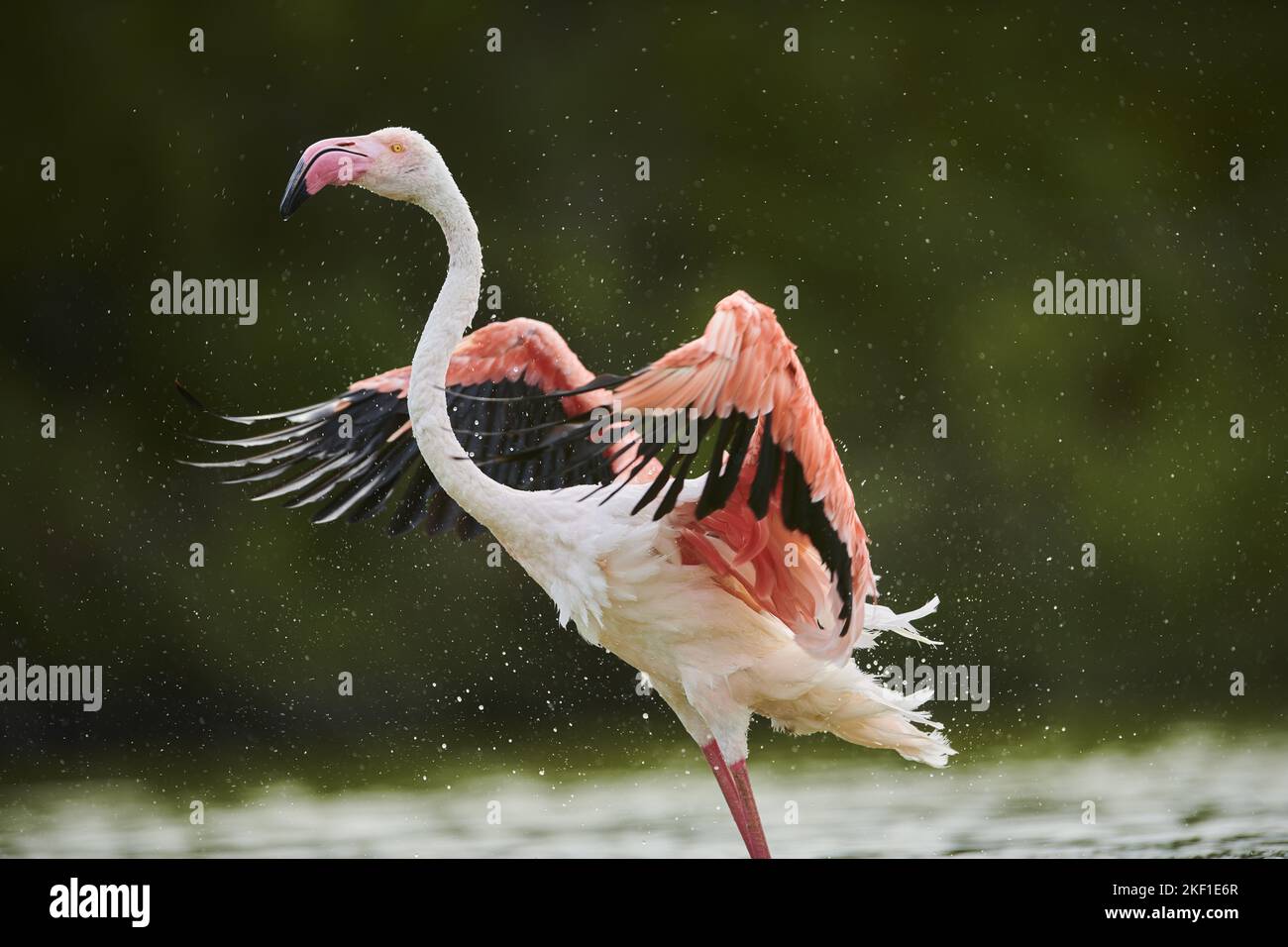 Flamingo flap wings hi-res stock photography and images - Alamy