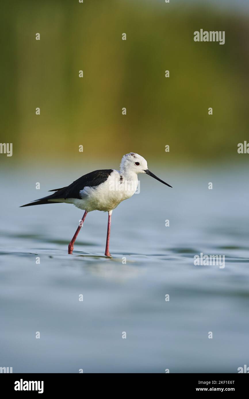 Winged vertical movement hi-res stock photography and images - Alamy