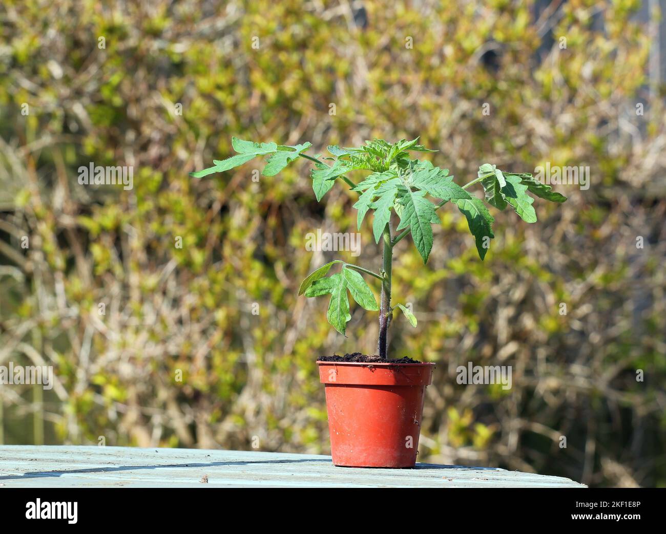 Tomato plants growing in pots ready to be transplanted in their final ...
