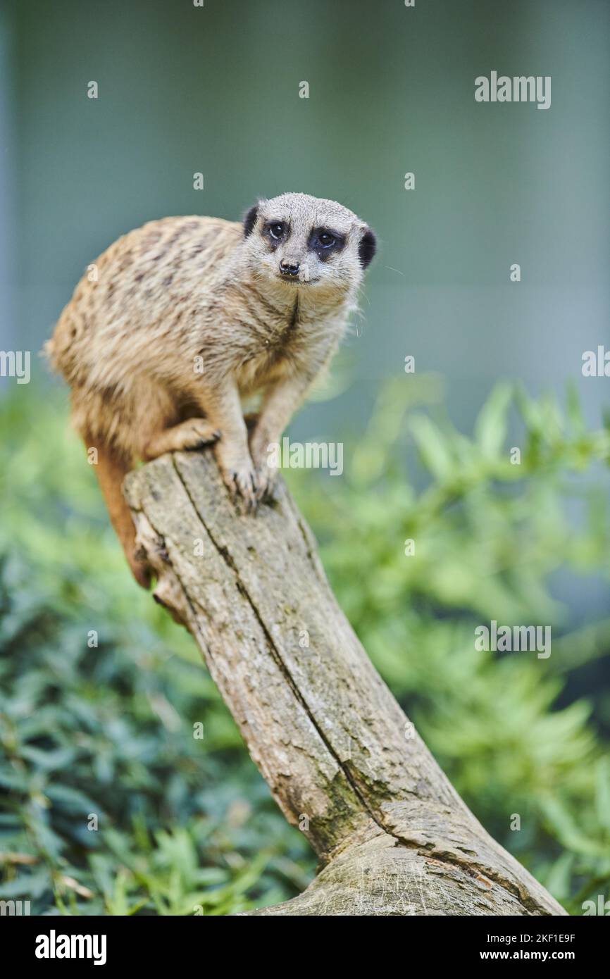 Surikat hi-res stock photography and images - Alamy