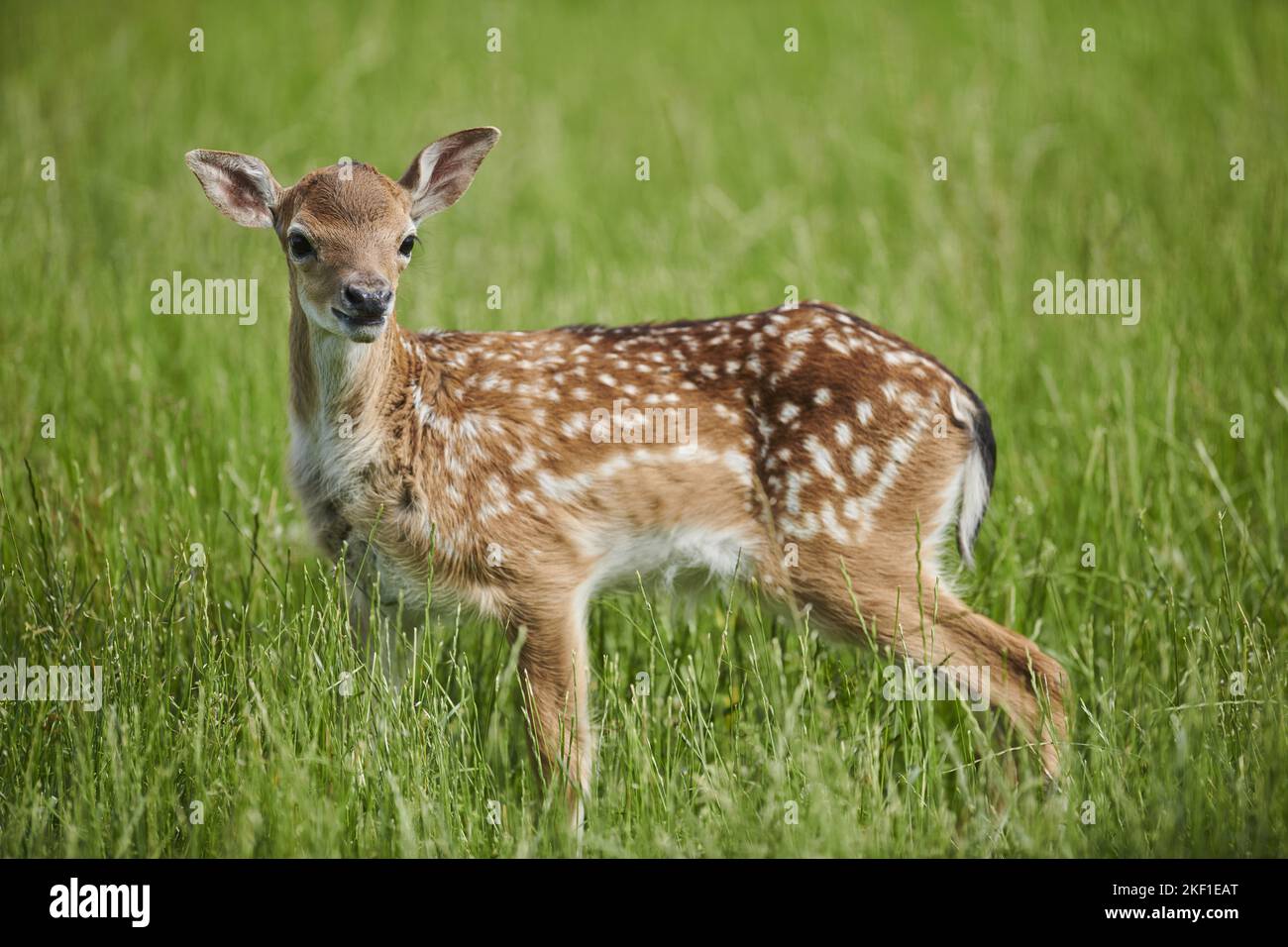 Baby fallow deers hi-res stock photography and images - Alamy