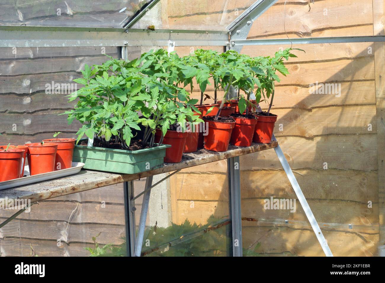 Tomato plants growing in pots ready to be transplanted in their final ...