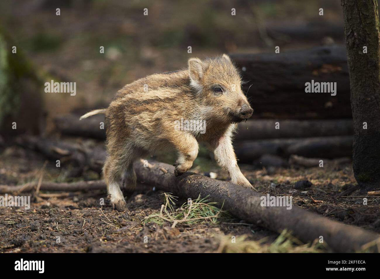 Running shoat hi-res stock photography and images - Alamy