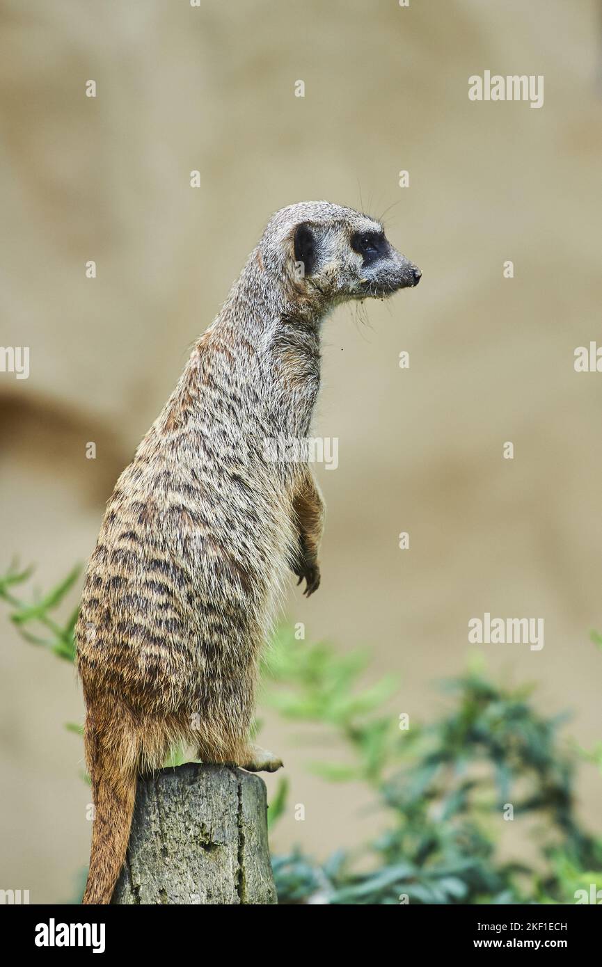 Surikat hi-res stock photography and images - Alamy