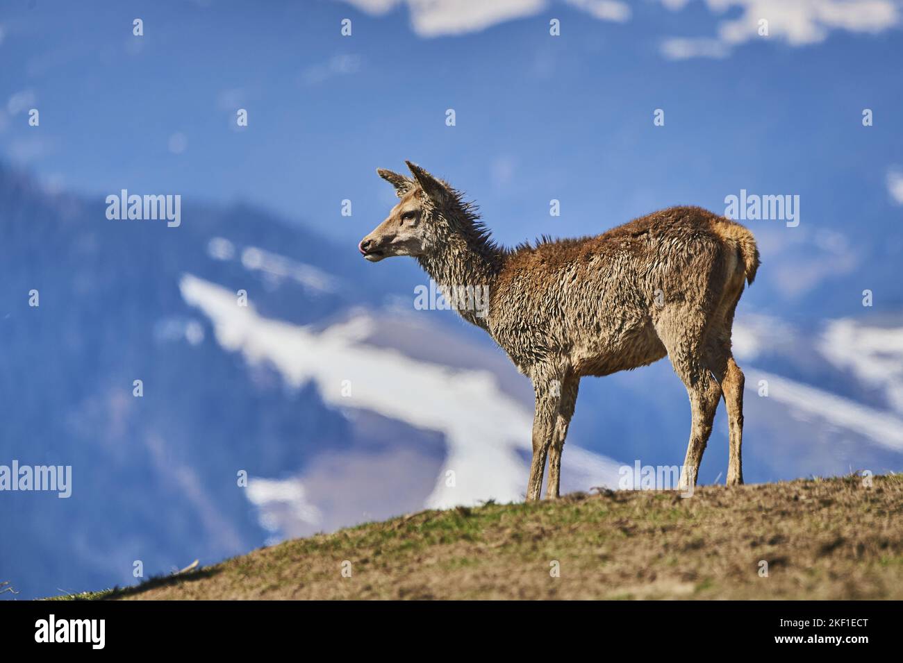 Lateral range hi-res stock photography and images - Alamy