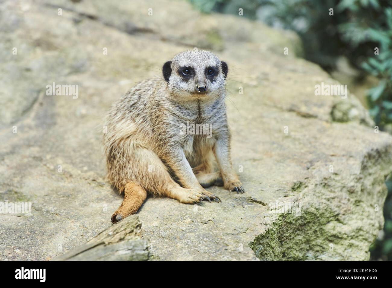 Surikat hi-res stock photography and images - Alamy