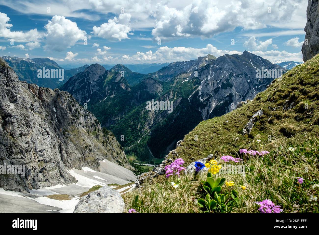 Enzian blumen hi-res stock photography and images - Alamy