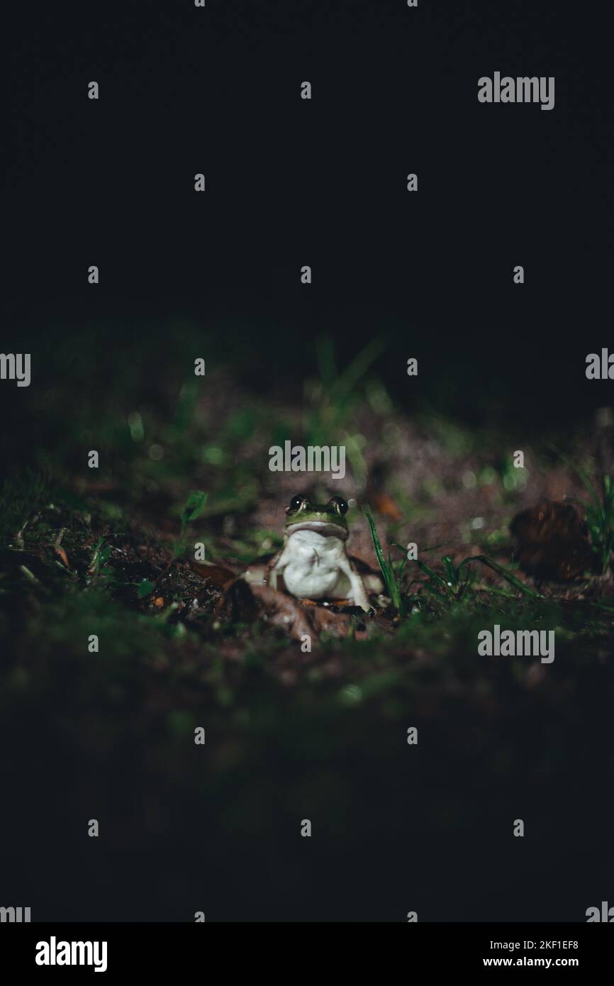 A vertical shot of a frog on green grass looking at the camera in the ...