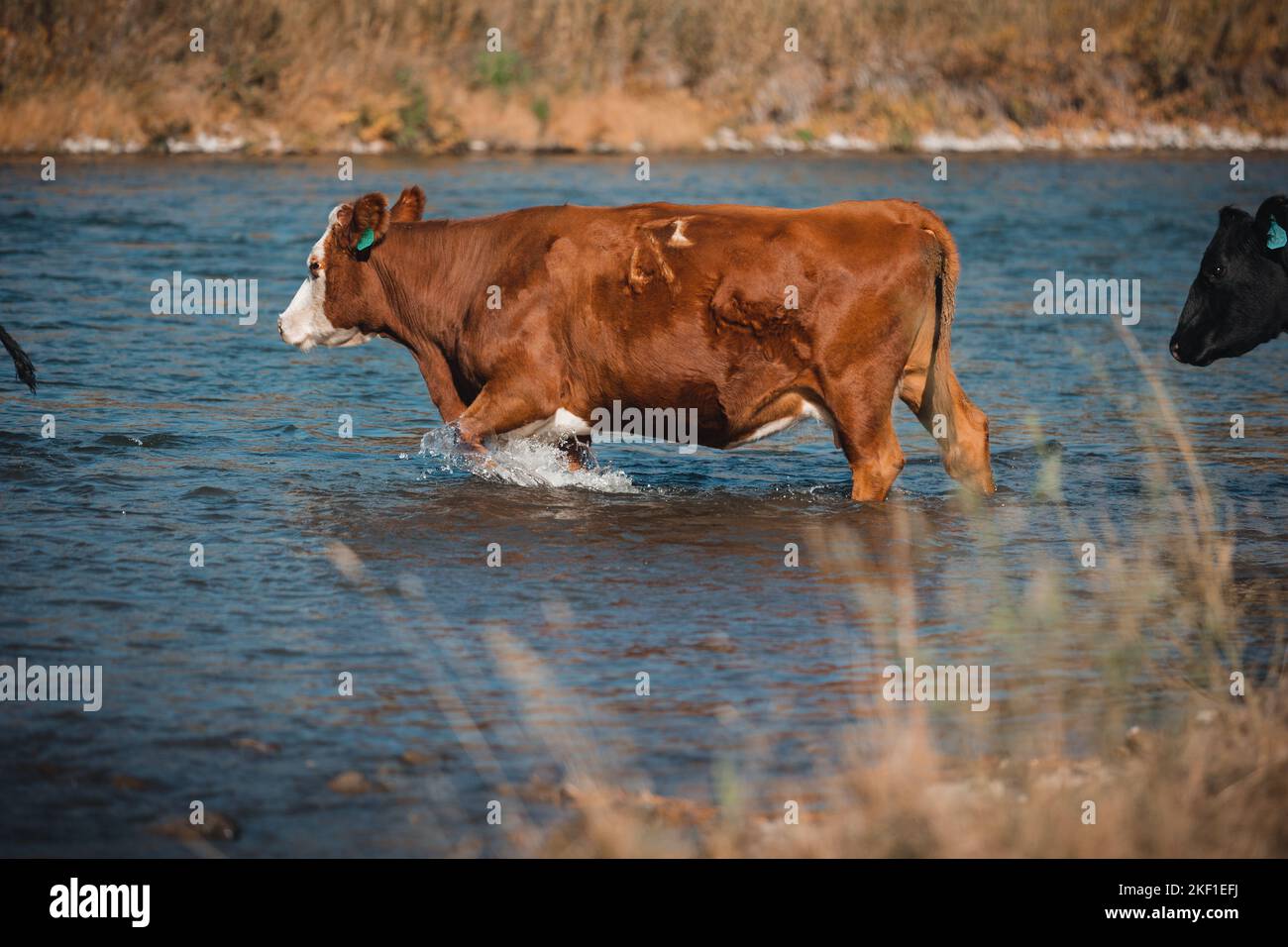 A side view of brown Simmental cattle crossing the river in Montana ...