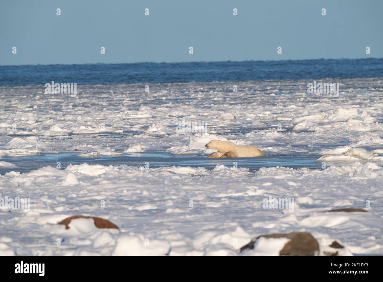 Polar bear on Hudson Bay, Churchill Stock Photo - Alamy