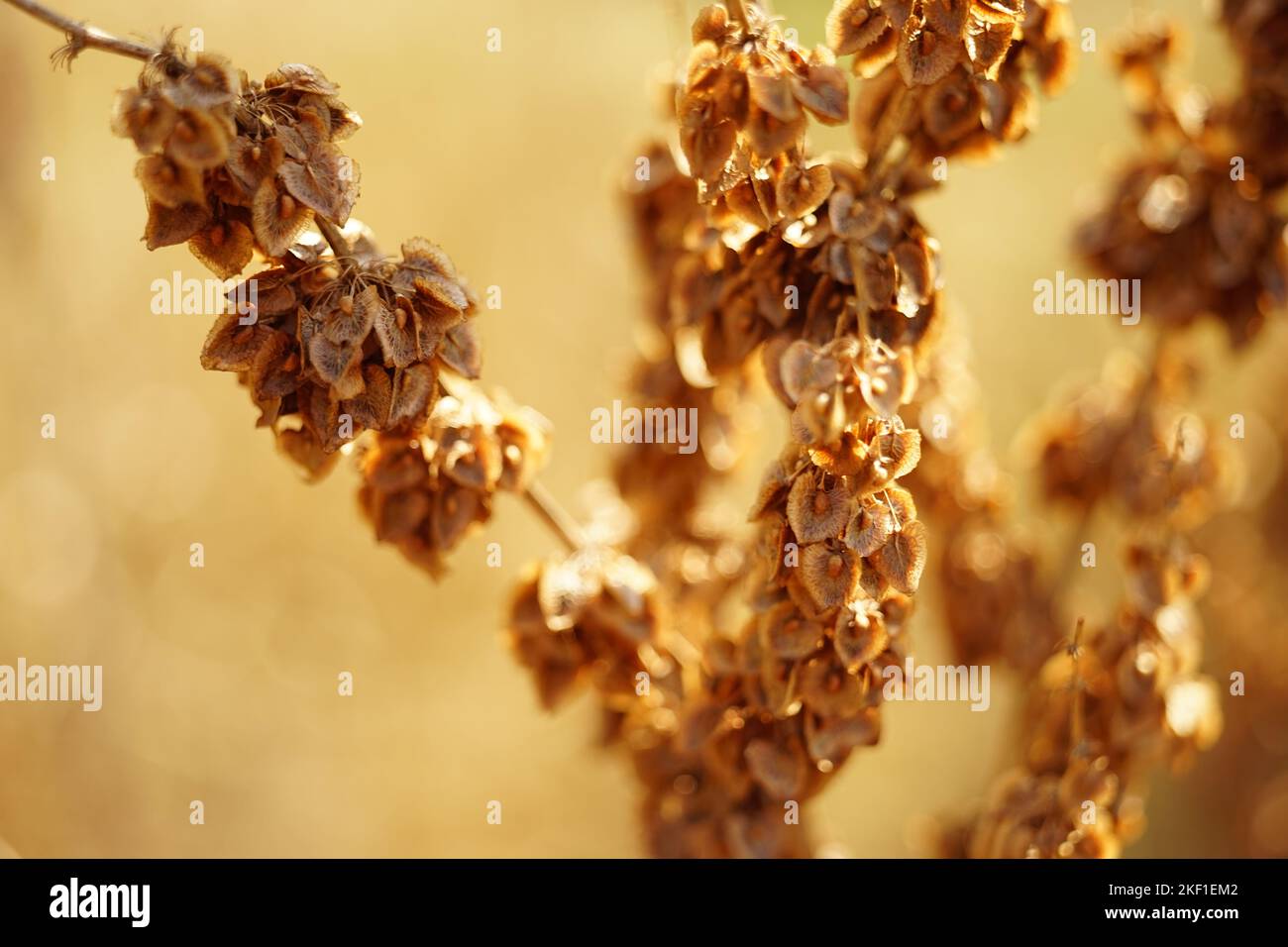 Dry plant with seeds grow in the autumn garden Stock Photo - Alamy