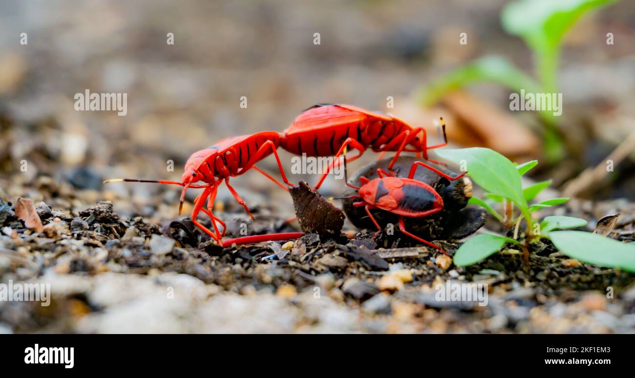 Firebugs in the ground hi-res stock photography and images - Alamy