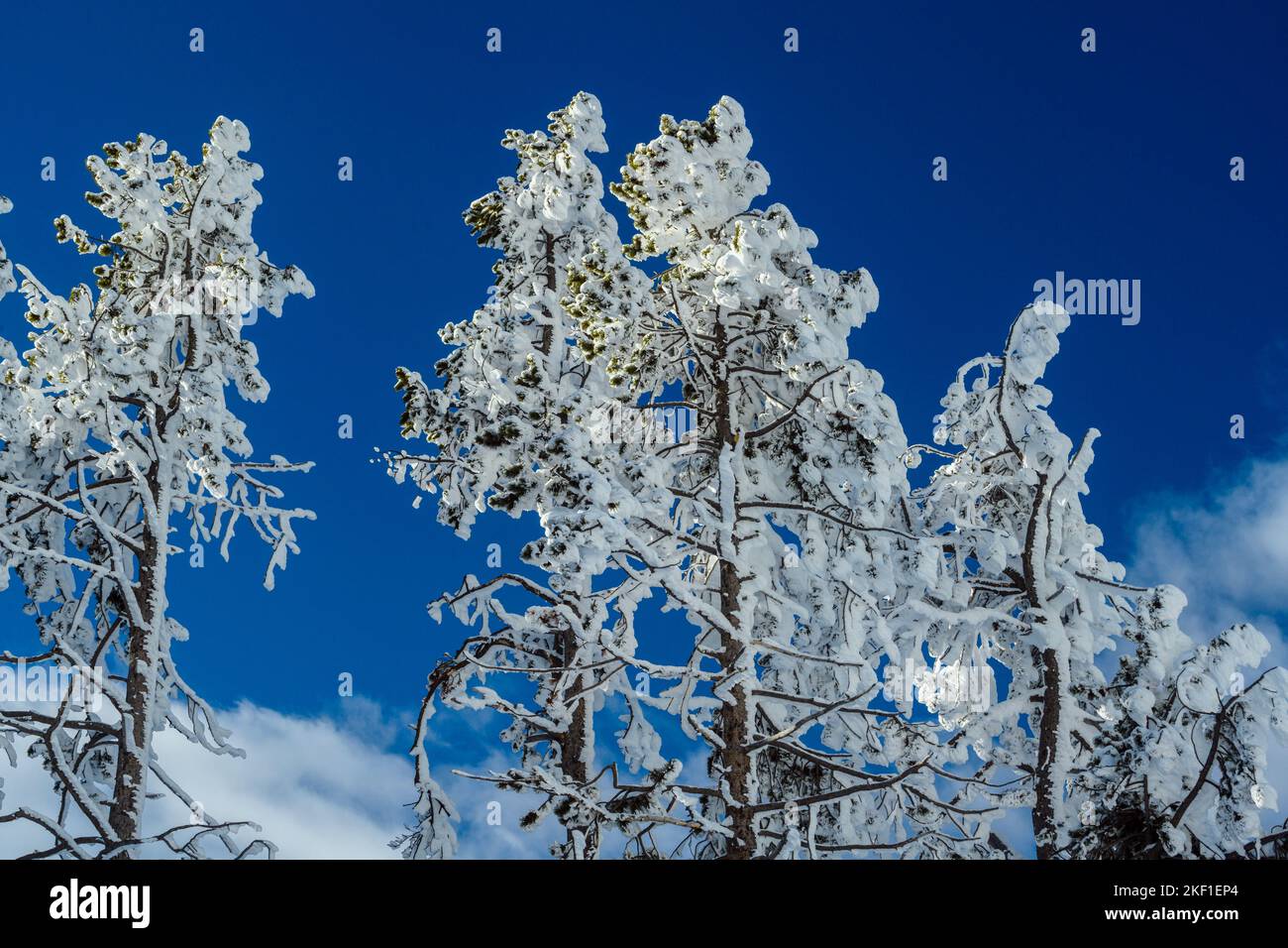 Frosted trees at Beryl Spring, Yellowstone National Park, Wyoming, USA ...