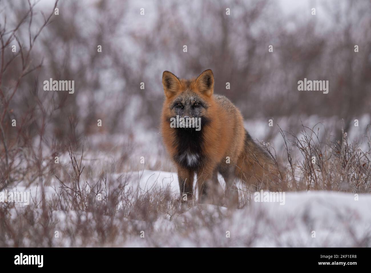 Cross-fox in winter Stock Photo - Alamy
