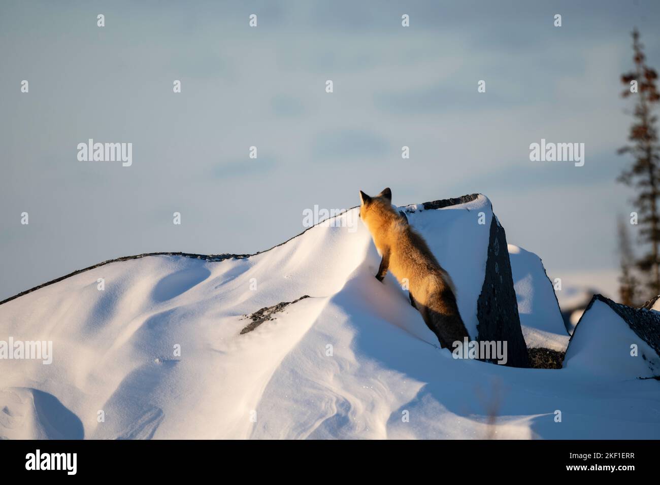 Red Fox, Churchill Manitoba Stock Photo - Alamy