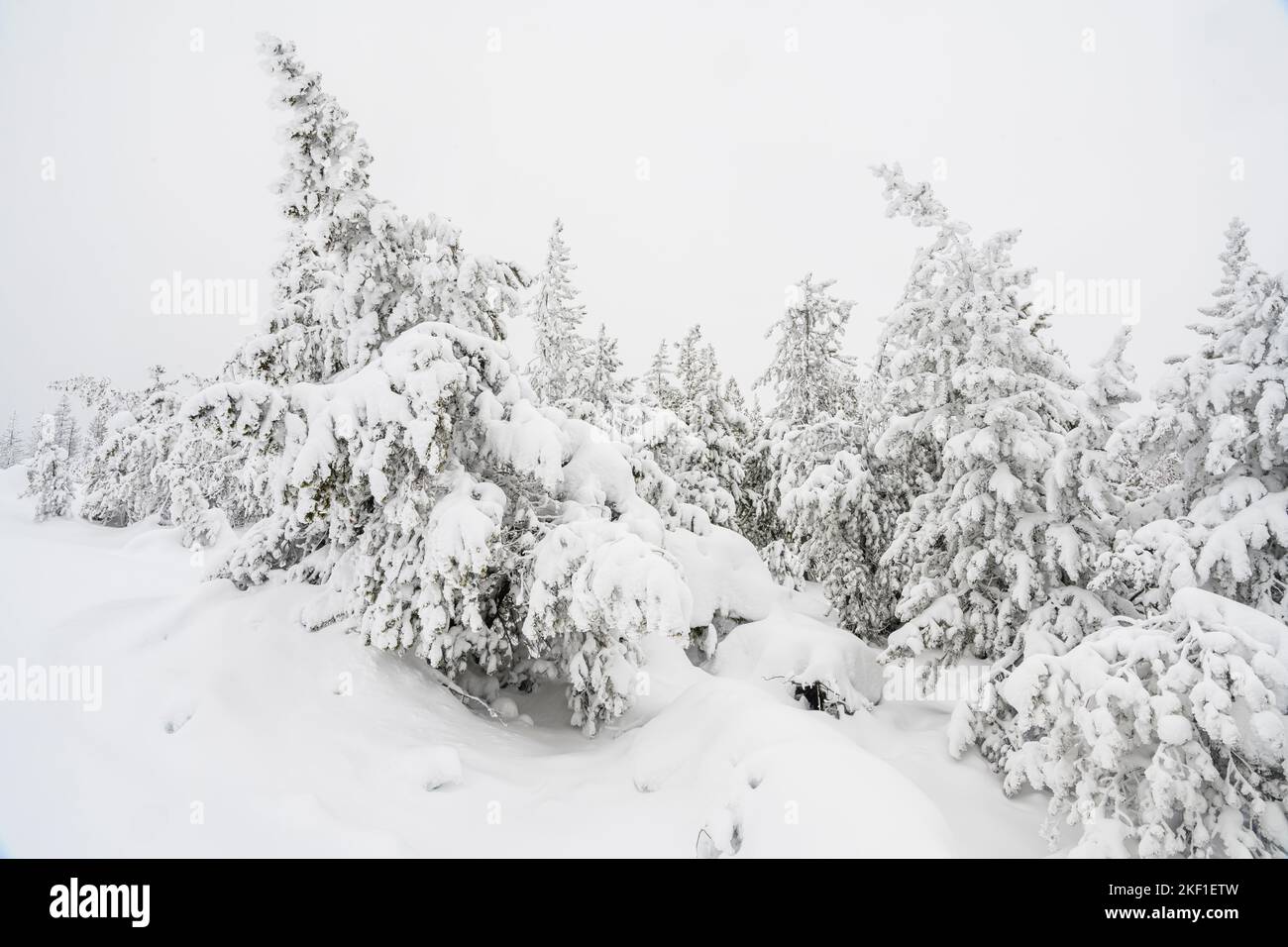 Ghost trees hi-res stock photography and images - Alamy