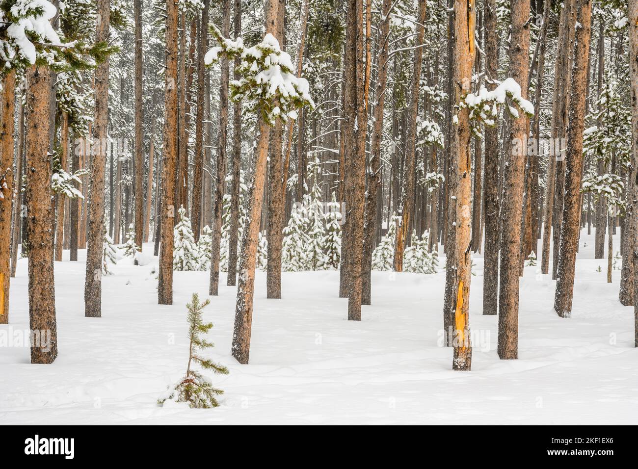 Lodgepole pine trees hi-res stock photography and images - Alamy