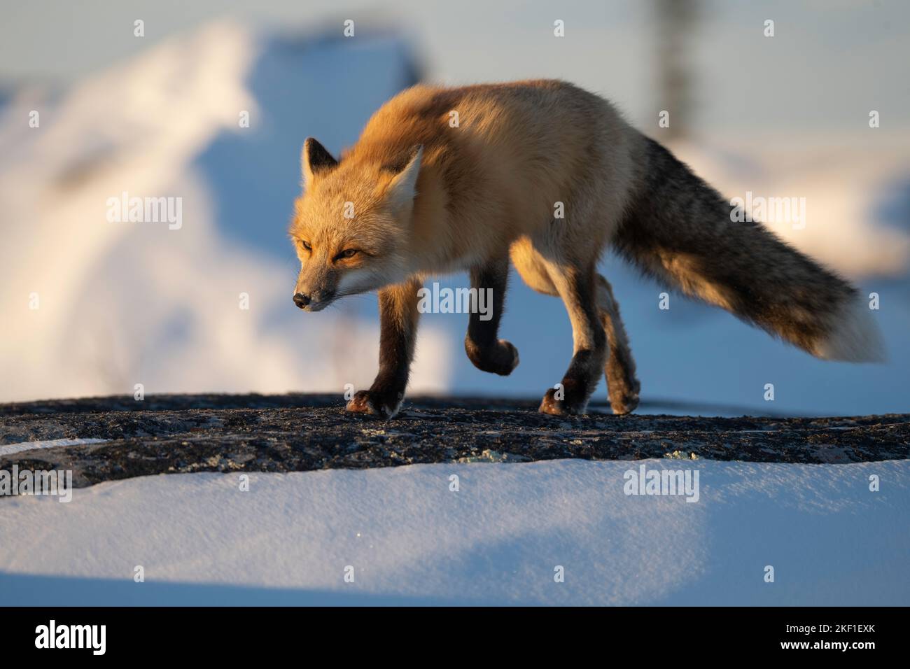 Manitoba wildlife hi-res stock photography and images - Alamy