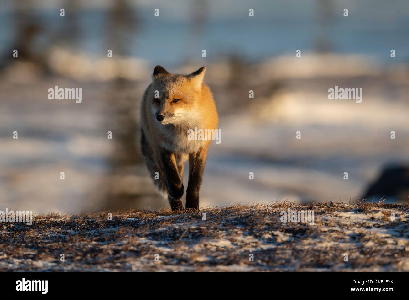 Manitoba wildlife hi-res stock photography and images - Alamy