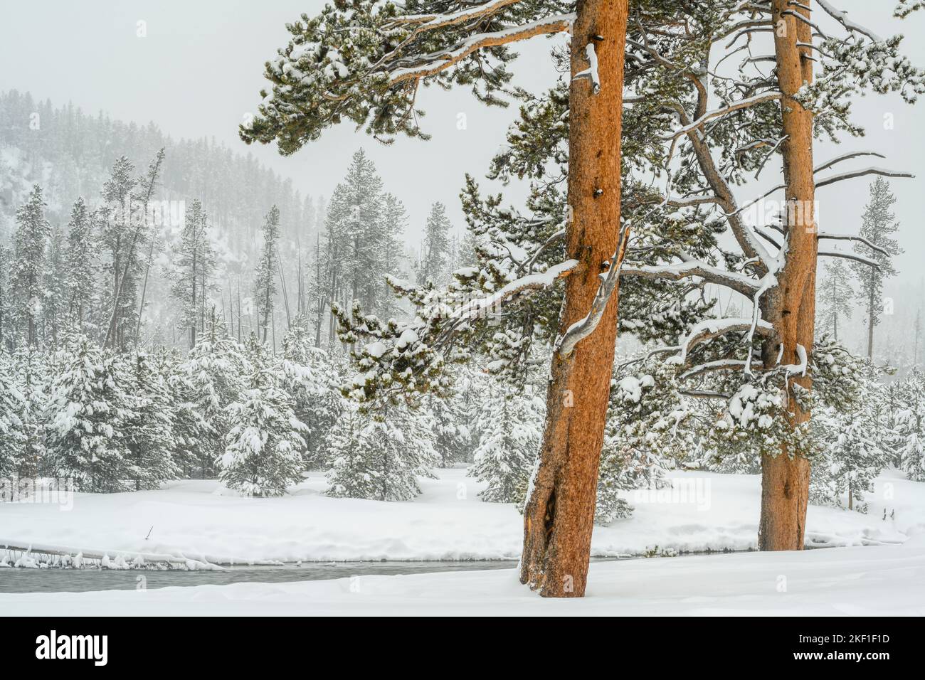 Lodgepole pine trees hi-res stock photography and images - Alamy