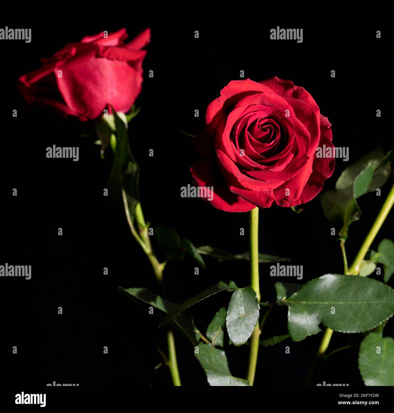 Red common rose flowers indoor, black background. Close up Stock Photo ...