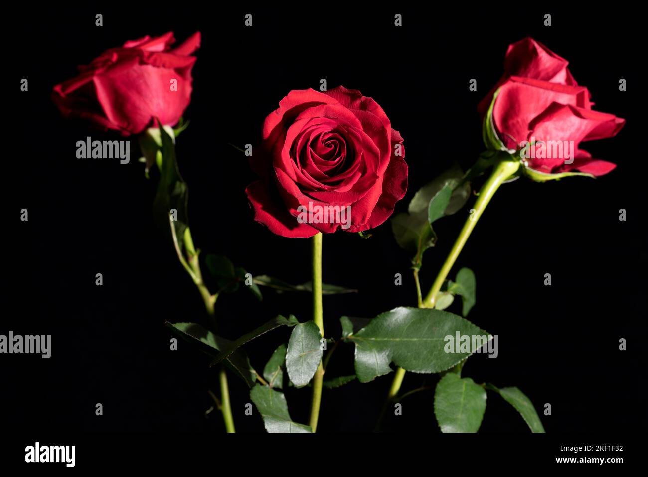 Red common rose flowers indoor, black background. Close up Stock Photo ...