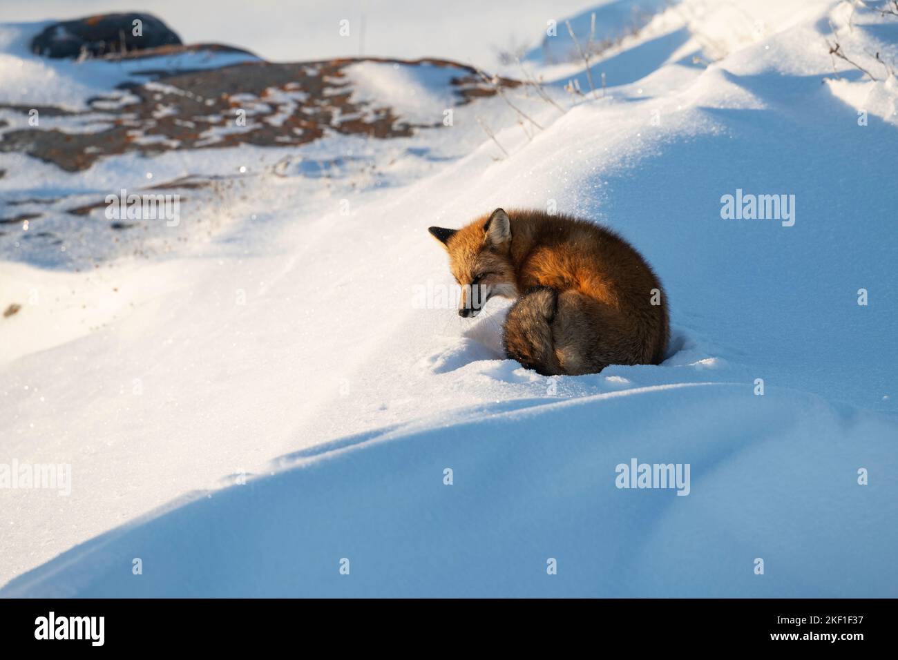 Red fox curling hi-res stock photography and images - Alamy