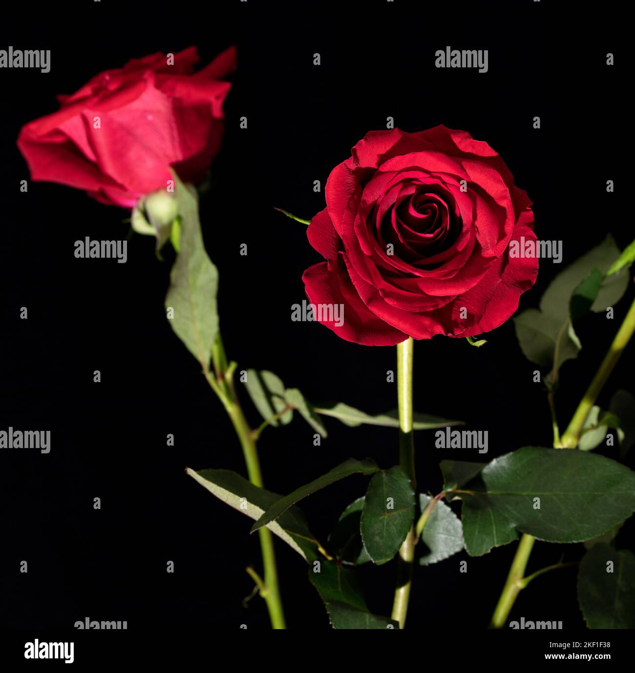 Red common rose flowers indoor, black background. Close up Stock Photo ...