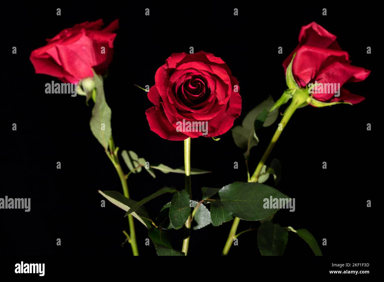 Red common rose flowers indoor, black background. Close up Stock Photo ...
