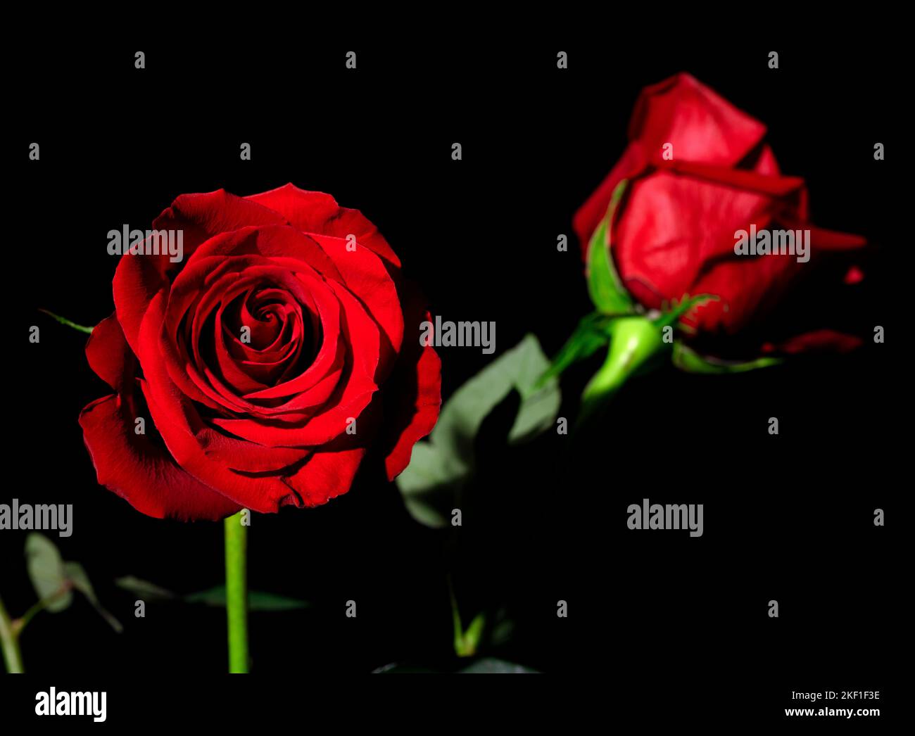 Red common rose flowers indoor, black background. Close up Stock Photo ...