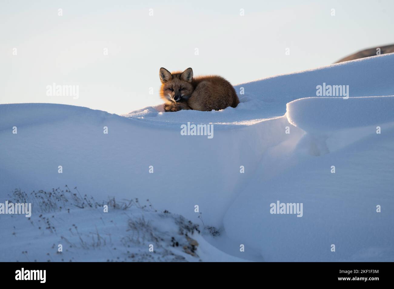 Red Fox, Churchill Manitoba Stock Photo - Alamy
