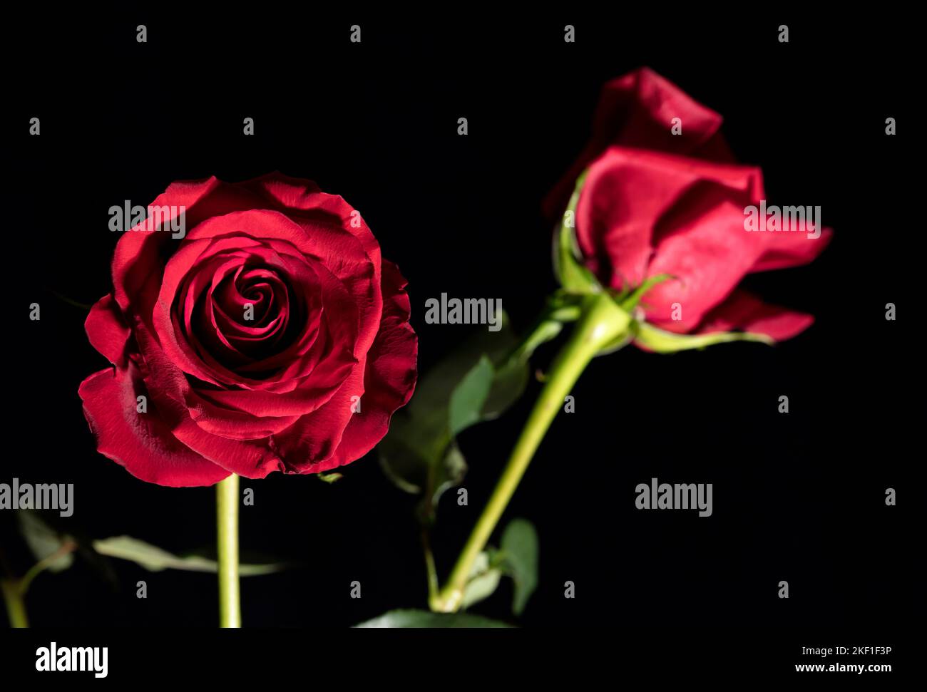 Red common rose flowers indoor, black background. Close up Stock Photo ...