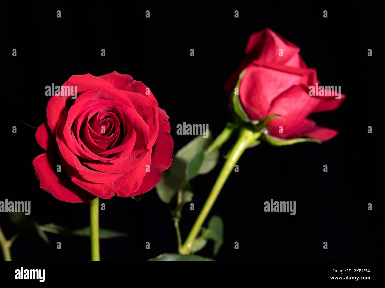 Red common rose flowers indoor, black background. Close up Stock Photo ...