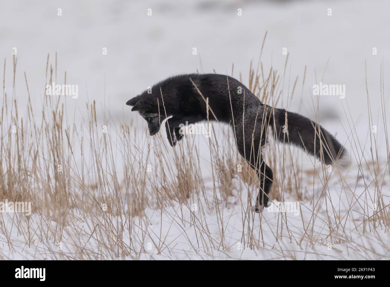 Silver fox leaping hi-res stock photography and images - Alamy