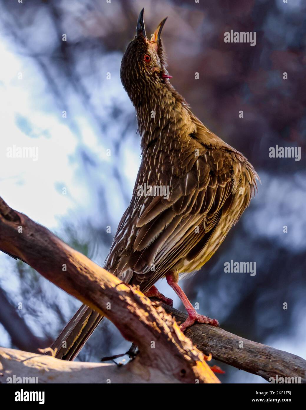 a vertical closeup of a red wattlebird on a tree branch Stock Photo - Alamy