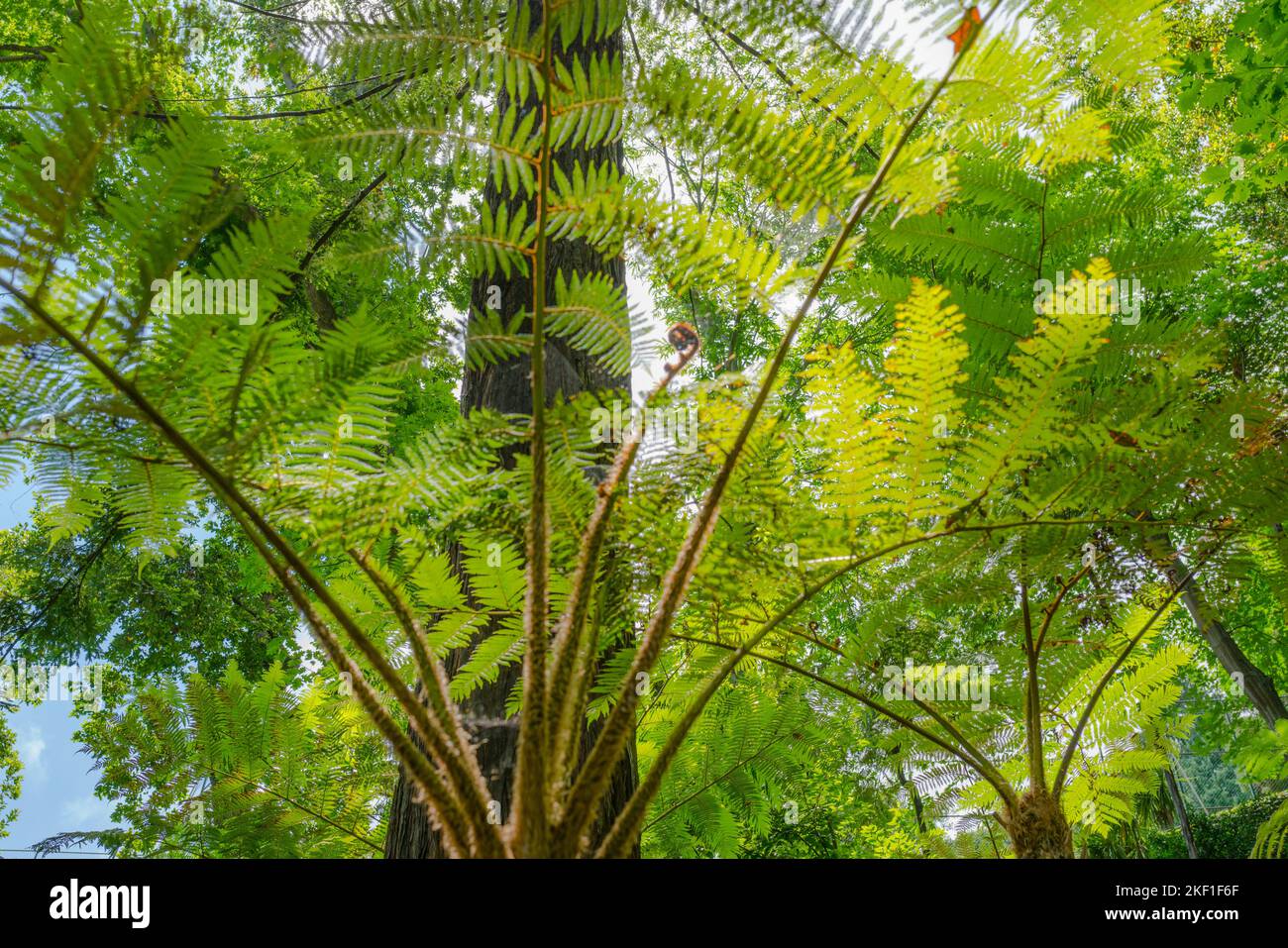 Botanical Garden Monte, Funchal, Madeira island, Portugal Stock Photo ...