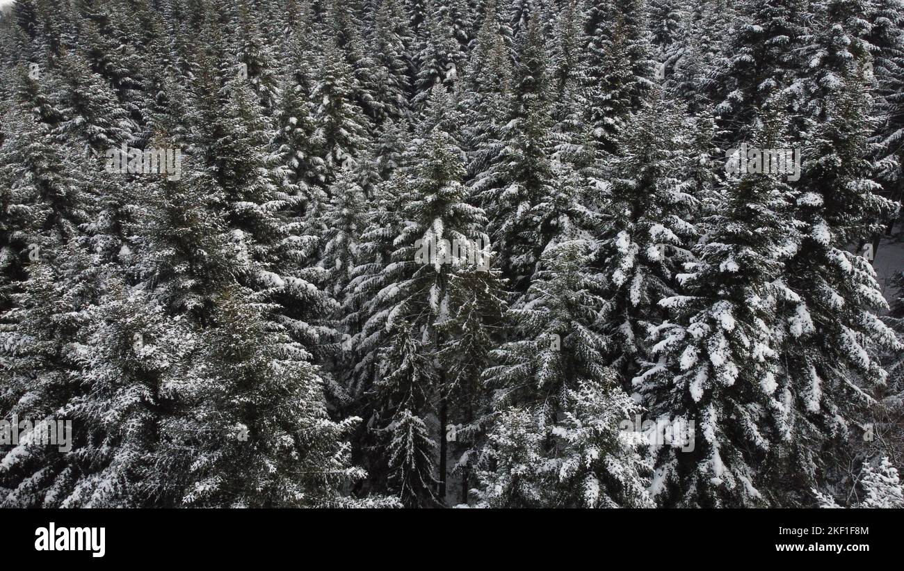 A beautiful view of snow-covered trees in the forest Stock Photo - Alamy