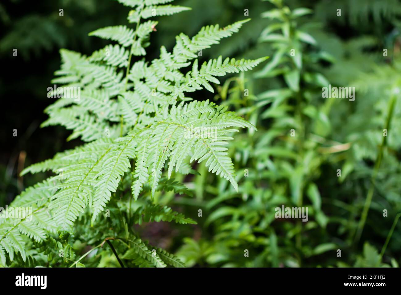 Green ferns leaves in a wild forest Stock Photo - Alamy