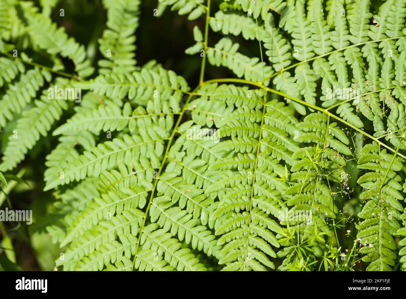 Green ferns leaves in a wild forest Stock Photo - Alamy