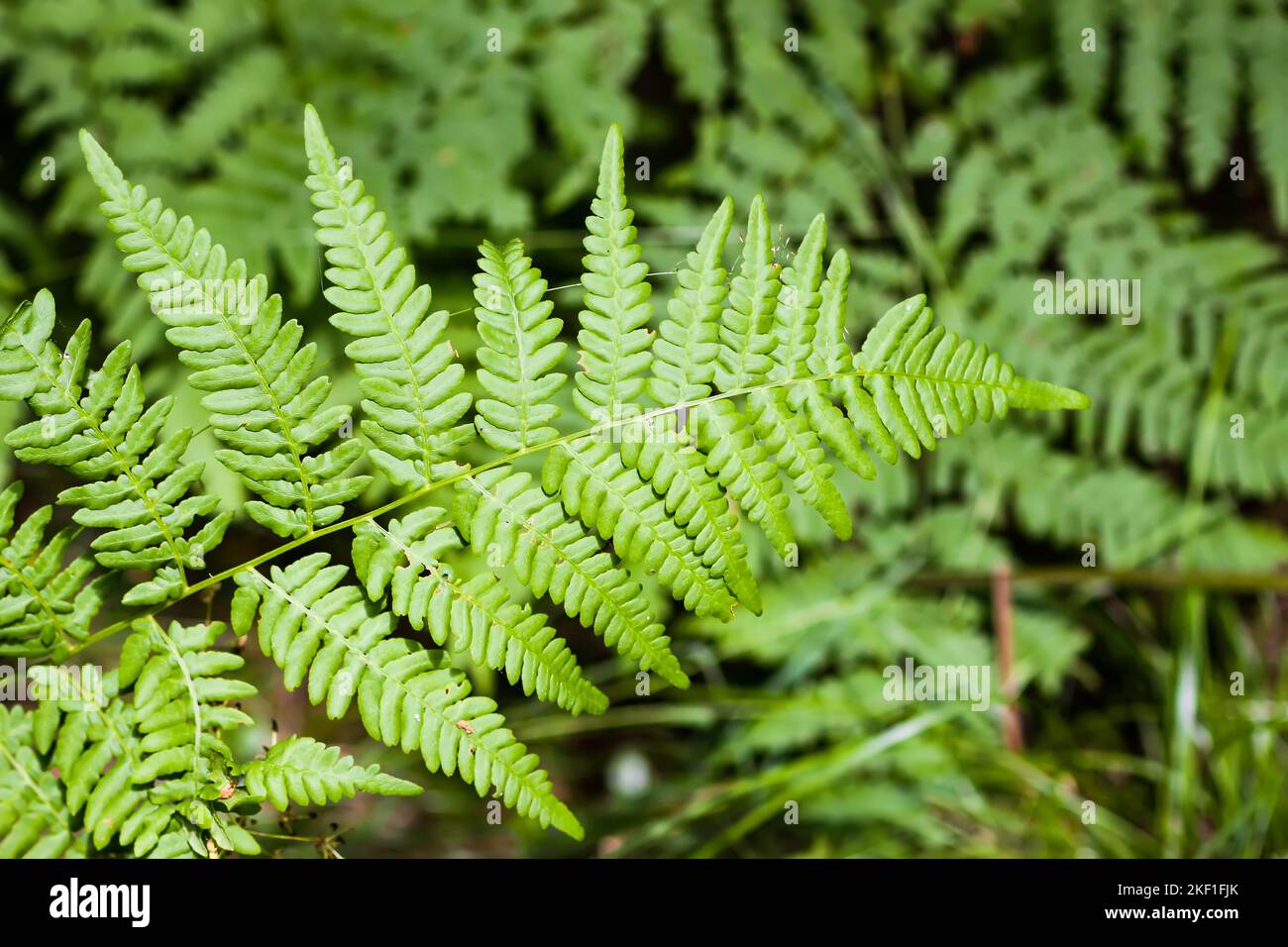Green ferns leaves in a wild forest Stock Photo - Alamy