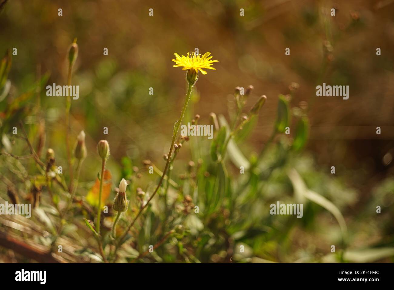 wild yellow flower grow in the garden, closeup side view Stock Photo ...